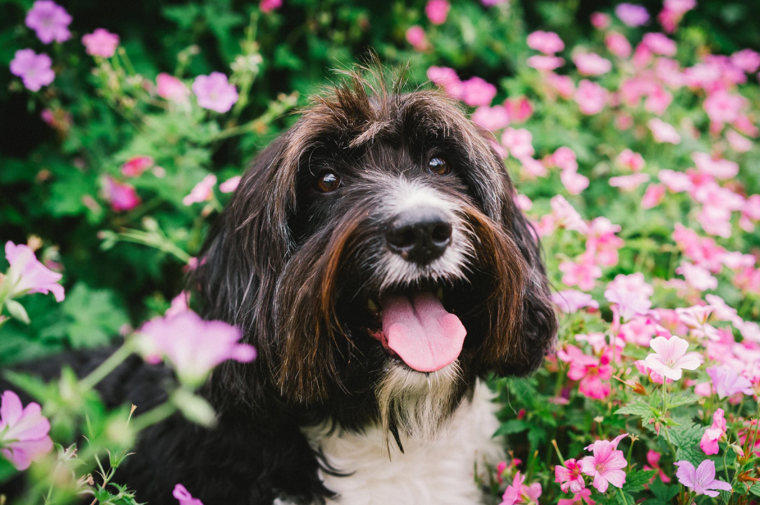 DICA ZENPET: Aromaterapia para o seu Cachorro - Zenpet